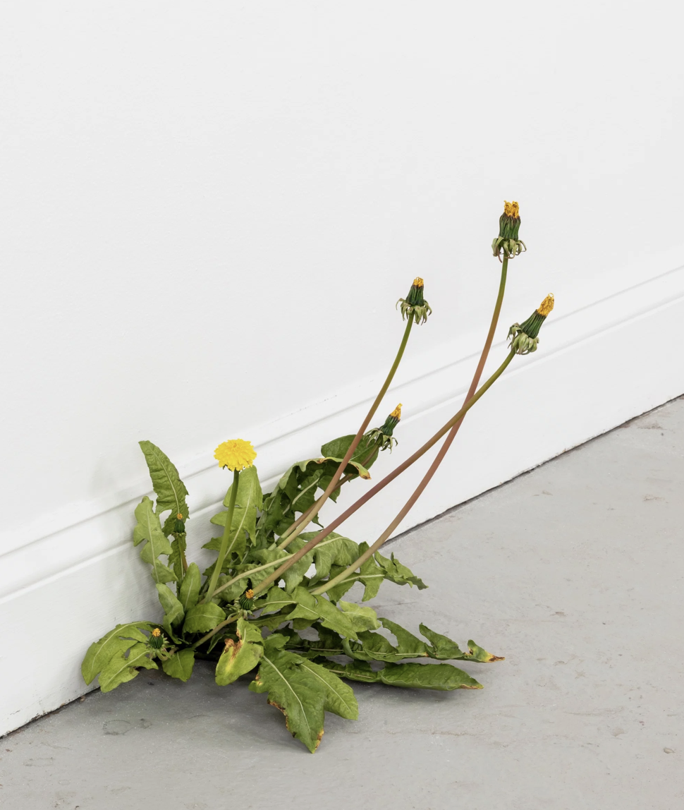 Tony Matelli – PAI_32 platform